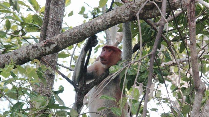 Mengenal Bekantan atau Monyet Bule, Coba Diselamatkan dari Pembangunan ...
