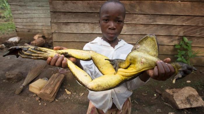 Goliath, Katak Terbesar di Dunia yang Terancam Punah Lantaran Marak ...