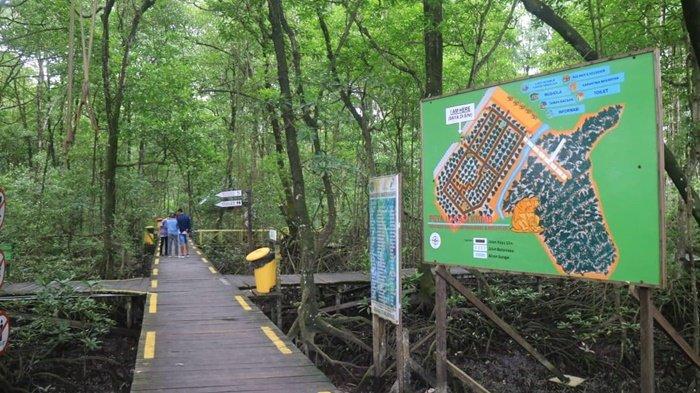 Ke Tarakan, Wajib Datangi Konservasi Mangrove dan Bekantan, Wisata ...