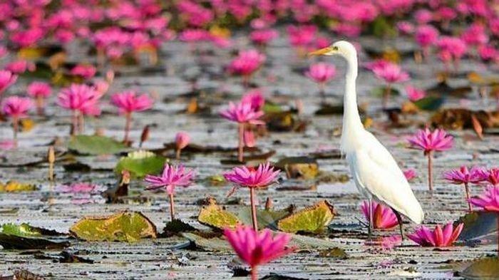 7 Bunga yang hanya Mekar di Malam Hari, Salah Satunya Ada Bunga Teratai ...