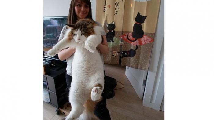 Gede Banget! Inilah Kucing Terbesar di Dunia Beratnya Mencapai 13 ...