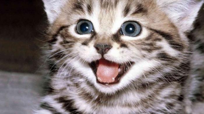 Kucing Bisa Membuat 16 Suara Meong, Apa Saja Artinya? - Tribunkaltim.co