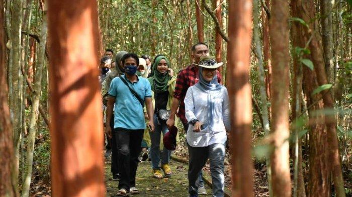 Menjelajah Hutan Pohon Merah Pelawan Kepulauan Bangka Belitung ...
