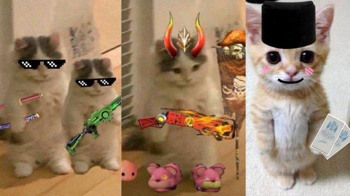 10 Link PP Kucing Ramadhan 2024 Gratis, Mulai dari Cosplay FF SG 2 ...
