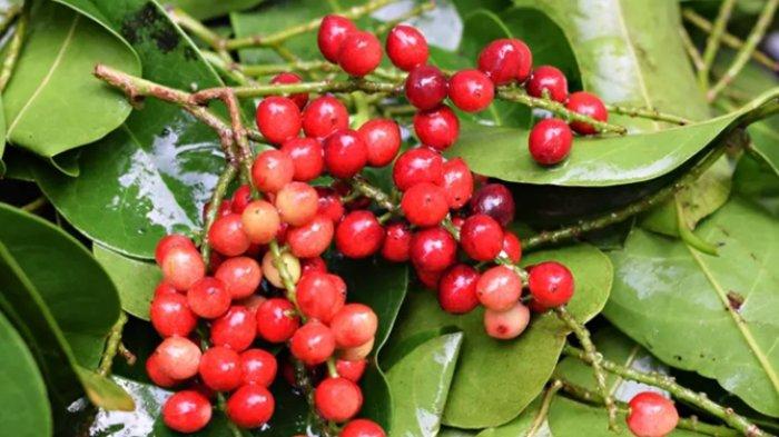 12 Manfaat Buah Buni bagi Kesehatan, Bantu Atasi Sembelit dan Tekanan ...