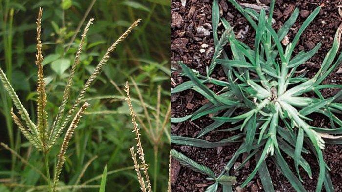 Biasa jadi Pakan Ternak, Rumput Ini Terbukti Manjur Atasi Berbagai ...