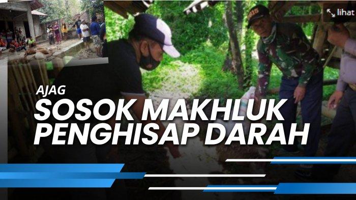 NEWS VIDEO Ajag, Sosok Makhluk Penghisap Darah yang Menyebabkan Matinya ...
