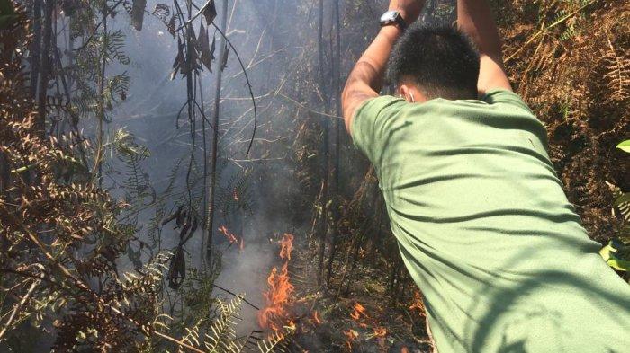 Ditjen Gakkum KLHK Segel 10 Lokasi Karhutla di Kalimantan Barat, Ada Lahan Milik 7 Perusahaan ...
