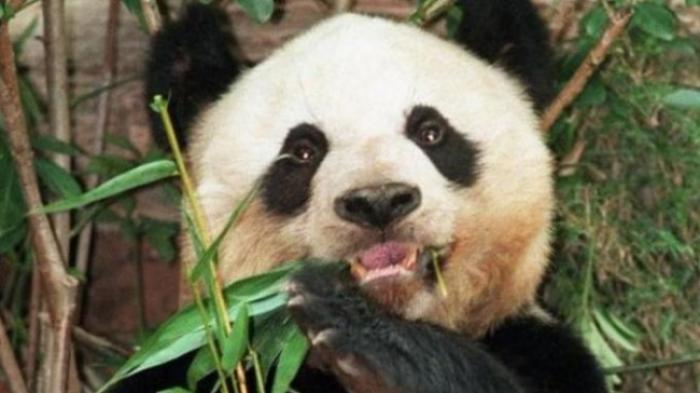 Ternyata Ada 7 Hewan yang Hanya Mau Makan 1 Jenis Makanan Saja, Panda ...