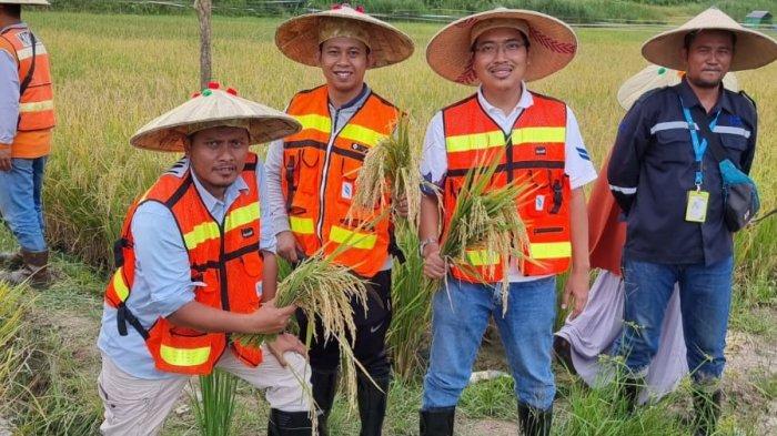 Kitadin Site Embalut Kutai Kartanegara Panen Padi Perdana di Lahan ...