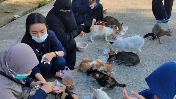 Anda Pecinta Kucing, Ini Hukum Memelihara Kucing dalam Islam Menurut ...
