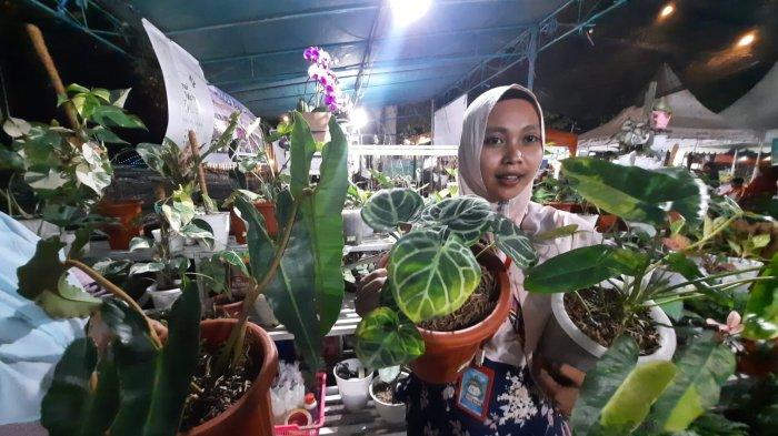 Berikut Tips Memelihara Tanaman Hias Aroid - Tribunkaltim.co