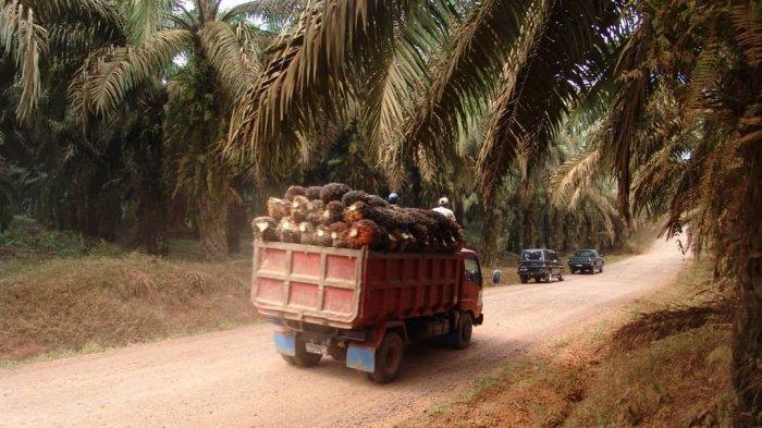Peremajaan Sawit Rakyat untuk Tingkatkan Produktivitas - Tribunkaltim.co