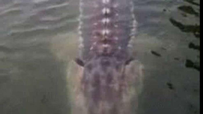 Heboh, Kawanan Ikan Sebesar Perahu Penunggu Danau Ranu Pakis Muncul ...