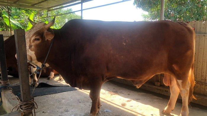 Punya Bobot 1 Ton, Begini Penampakan Sapi Kurban Milik Peternak di Kampung Timur Balikpapan ...