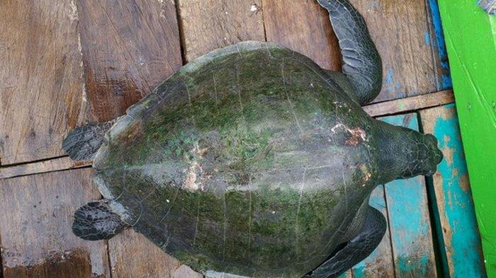Satwa Dilindungi Penyu Lekang Olive Ridley Turtle Terjaring Nelayan ...