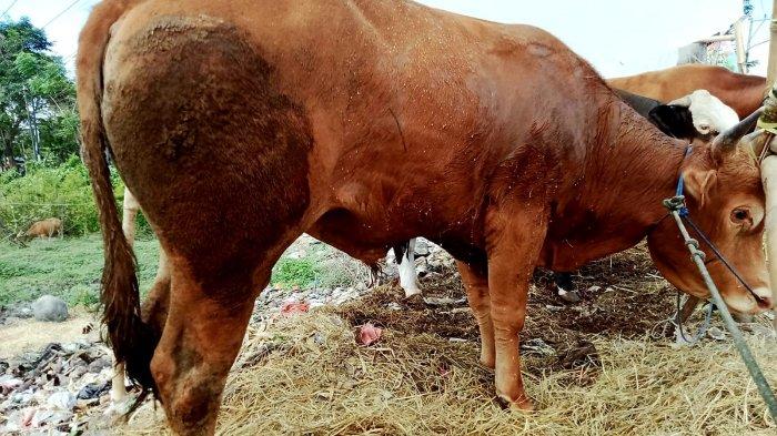 6 Syarat Hewan yang Boleh di Kurbankan saat Hari Raya Idul Adha dan Adab Menyembelih Hewan ...