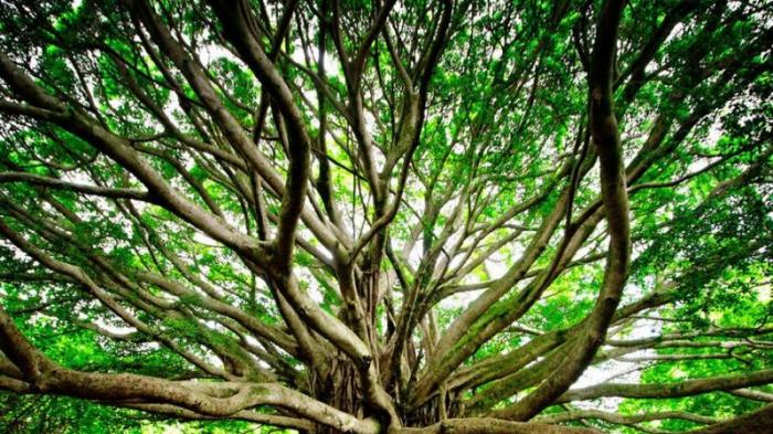 Menakjubkan, Inilah 5 Pohon Terbesar di Dunia - Tribunkaltim.co