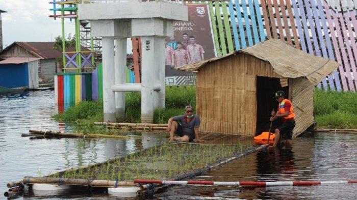 Melihat Potensi Padi Apung di Desa Tanpa Daratan, Muara Enggelam ...