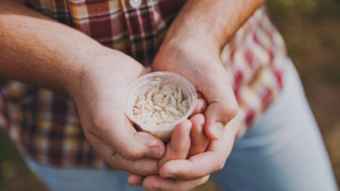 Ramai soal Belatung Viral TikTok dan Ajakan Jangan Nonton, Sebenarnya Apa & Dari Mana Asal ...