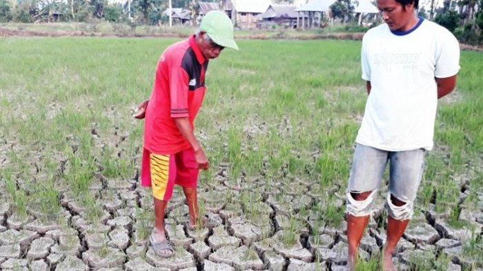 Musim Kemarau, Ratusan Hektar Padi Sawah di Luwu Terancam Mati - Tribunkaltim.co