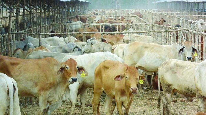 Realisasi Upsus Siwab, Puluhan Ribu Sapi di Bumi Etam Ditargetkan ...