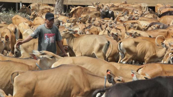 Defisit Anggaran, Bagaimana Kelanjutan Pengadaan Sapi BC? - Tribunkaltim.co