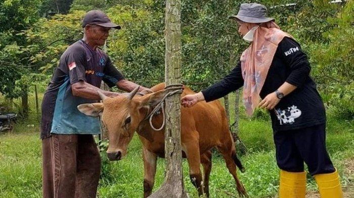 Pertahankan Populasi, Sapi di Kutai Timur Bakal di Inseminasi Buatan - Tribunkaltim.co