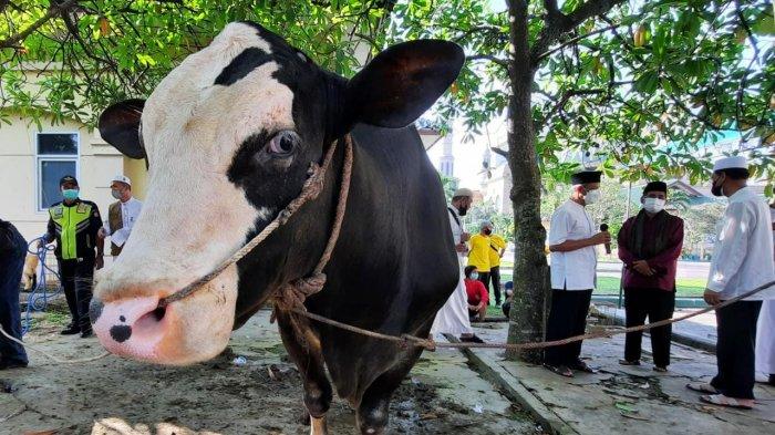 Pengurus Masjid Islamic Center Samarinda Menerima Sapi Sumbangan ...