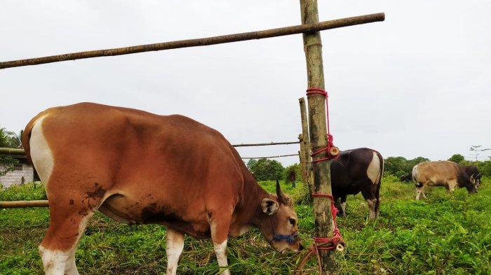 Harga Sapi Tahun 2020 di Penajam Paser Utara, Jelang Idul Adha Naik ...