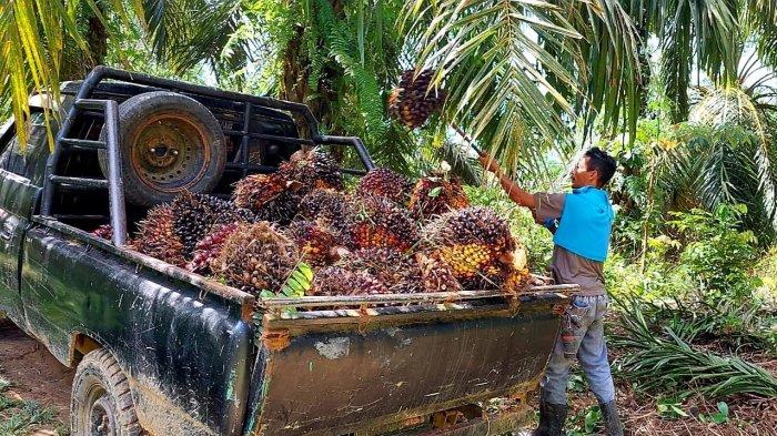 Ekspor Sawit dari Indonesia Dihentikan, Pasar Global Khawatir Terjadi ...