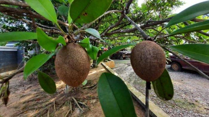 Intip Black Sapote, Si Sawo Hitam Asal Meksiko - Tribunkaltim.co