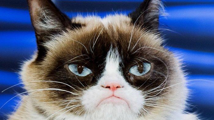 Sejarah 4 April Lahirnya Grumpy Cat, Kucing yang Mendunia karena Wajah ...