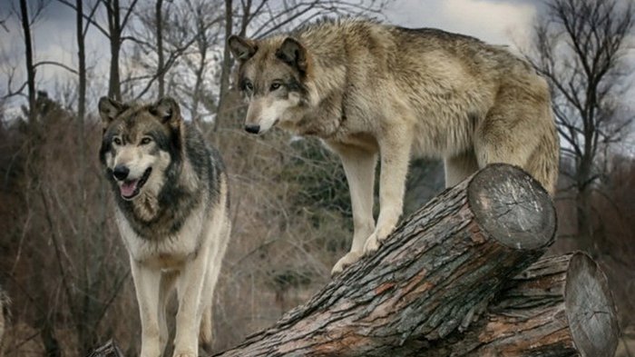 Satu Abad Menghilang dari Kehidupan, Tiba-tiba Seekor Serigala Muncul ...