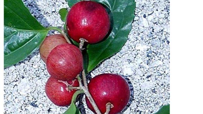 10 Manfaat Buah Rukem bagi Kesehatan, Ampuh Hilangkan Bekas Gigitan ...