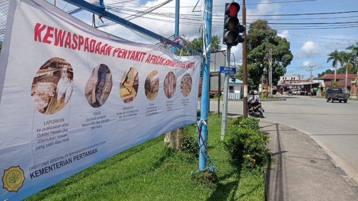 Waspada Virus Serang Ternak di Malinau, Kenali Gejala Penyakit ASF pada ...
