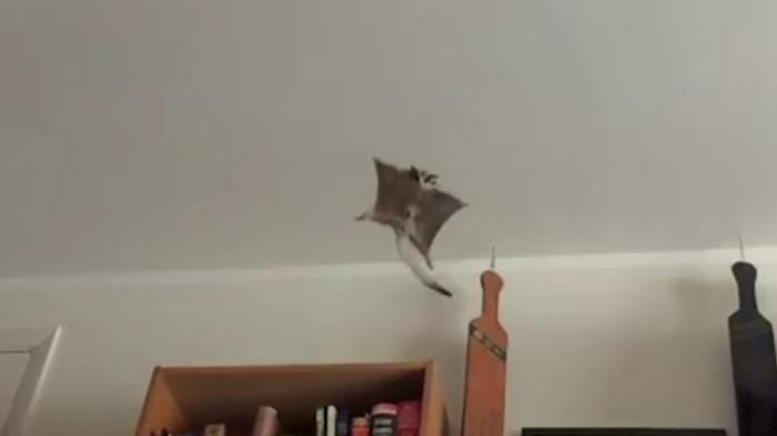 VIDEO - Hewan Ini Terbang dengan Parasutnya - Tribunkaltim.co