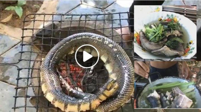 Viral, Tiga Bocah Laki-laki Ini Tunjukin Cara Masak Ular, Lihat Aksinya ...