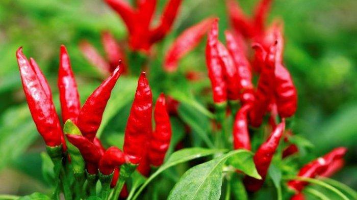 5 Manfaat Luar Biasa Makan Cabai bagi Kesehatan Tubuh, Satu Diantaranya ...