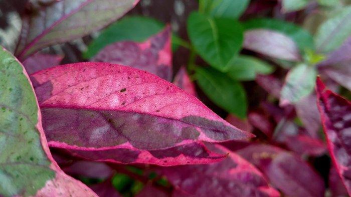 Lebih dari Cantik, Ternyata Ini 8 Manfaat Kesehatan dari Daun Ungu yang ...