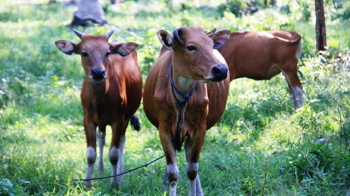 Peternak Sapi di Penajam Gunakan Inovasi Mini Ranch, Jumlah Sapi ...