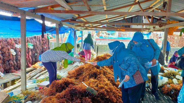 Melihat Cuan Bisnis Rumput Laut, Berjaya dalam Ekspor ke Korea hingga ...
