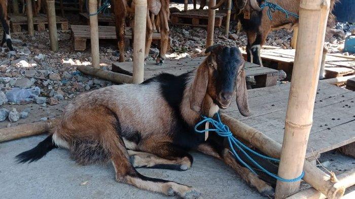 Kurban Kambing untuk Berapa Orang? Ini Ketentuan Jumlah untuk Satu Hewan Kurban - Tribunkaltim.co