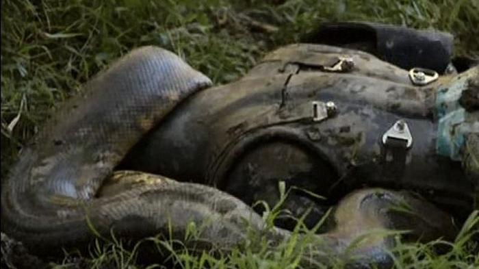 VIDEO - Acting, Bintang Film TV Justru Ditelan Ular Anaconda Betina ...