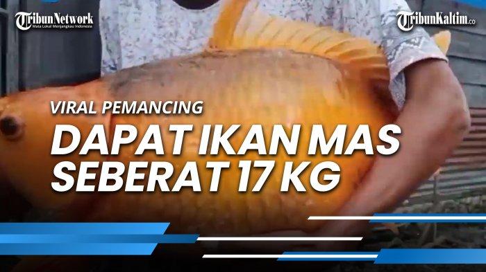 NEWS VIDEO Video Viral Detik-detik Pemancing Dapat Ikan Mas Raksasa ...