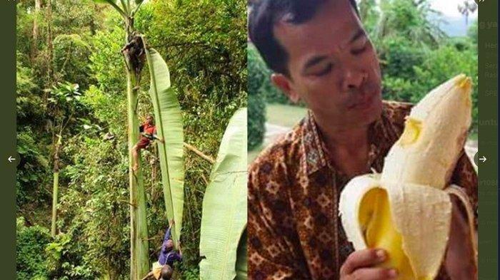 LIHAT Penampakan Pisang Raksasa Seberat 60 Kg, Ini 5 Flora Khas Papua ...