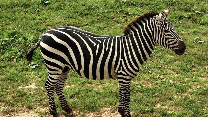 FAKTA UNIK Zebra, Penyebab Warna Tubuhnya Belang hingga Kenapa Tak Bisa ...