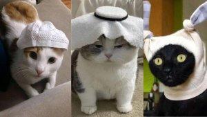 10 Link PP Kucing Ramadhan 2024 Gratis, Mulai dari Cosplay FF SG 2 ...