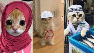 20 Link PP Kucing Ramadhan 2024 FF Terbaru, Dari Mobile Legends ...