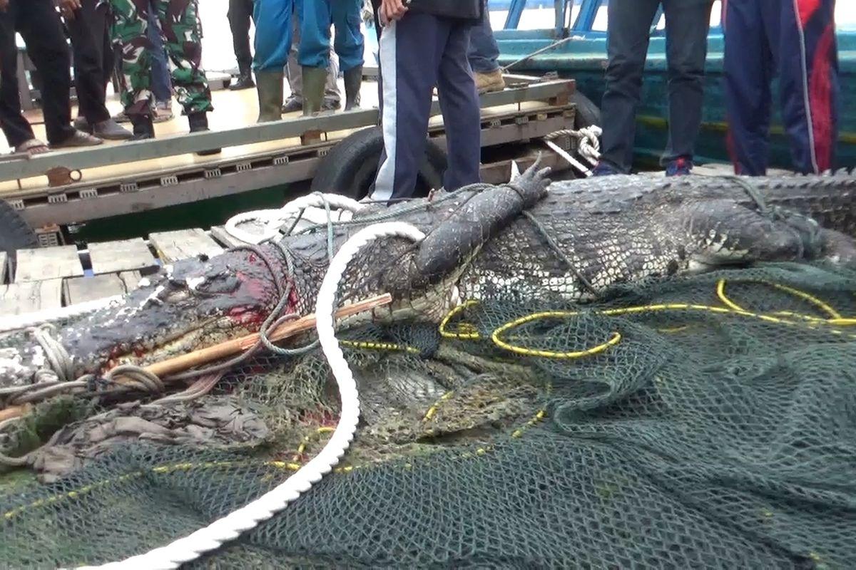 Viral Penangkaran Buaya di Pulau Bulan Batam Jebol, Pengelola Keringkan Kolam Hitung Ulang ...